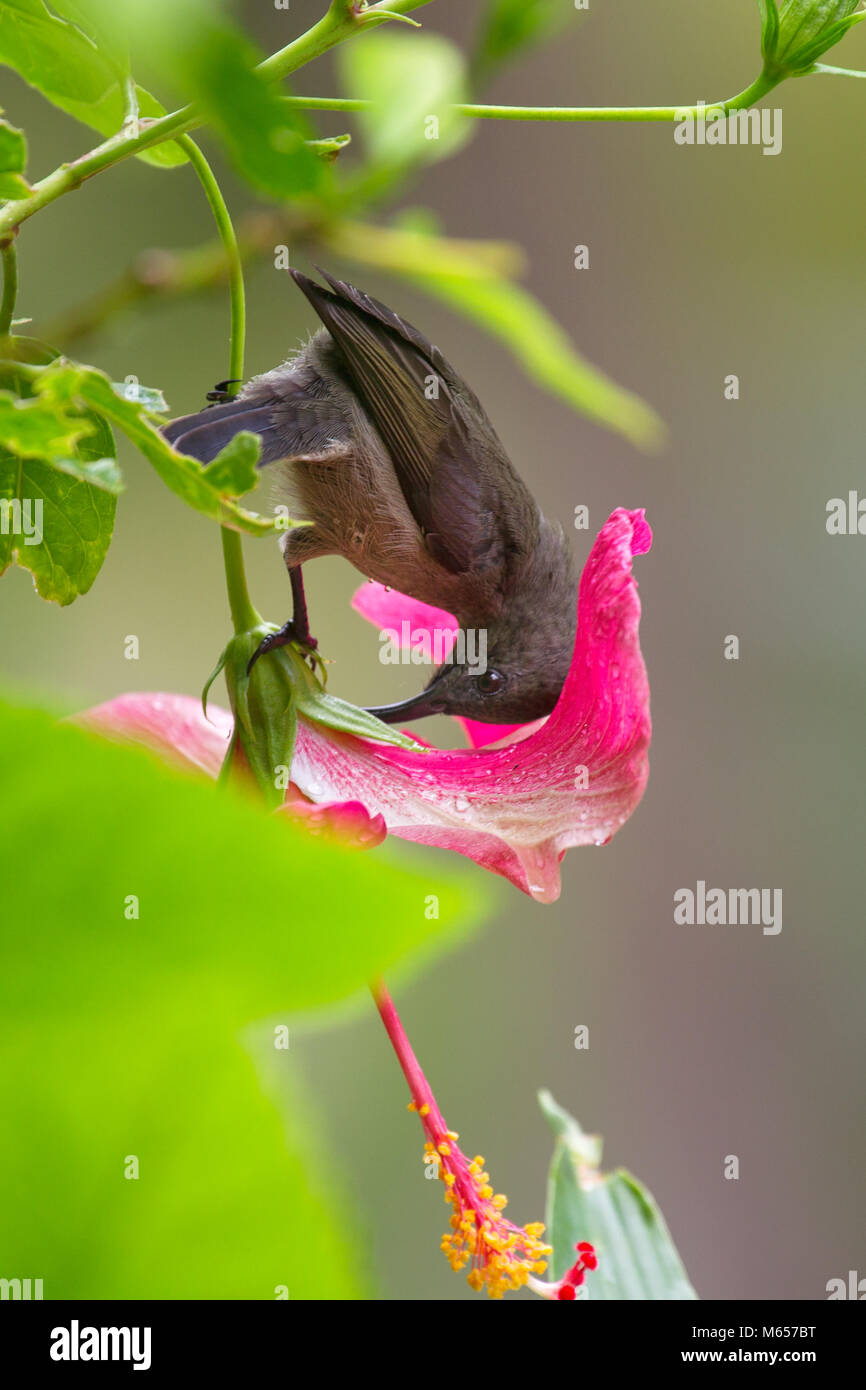 Sunbird feeding hi-res stock photography and images - Alamy