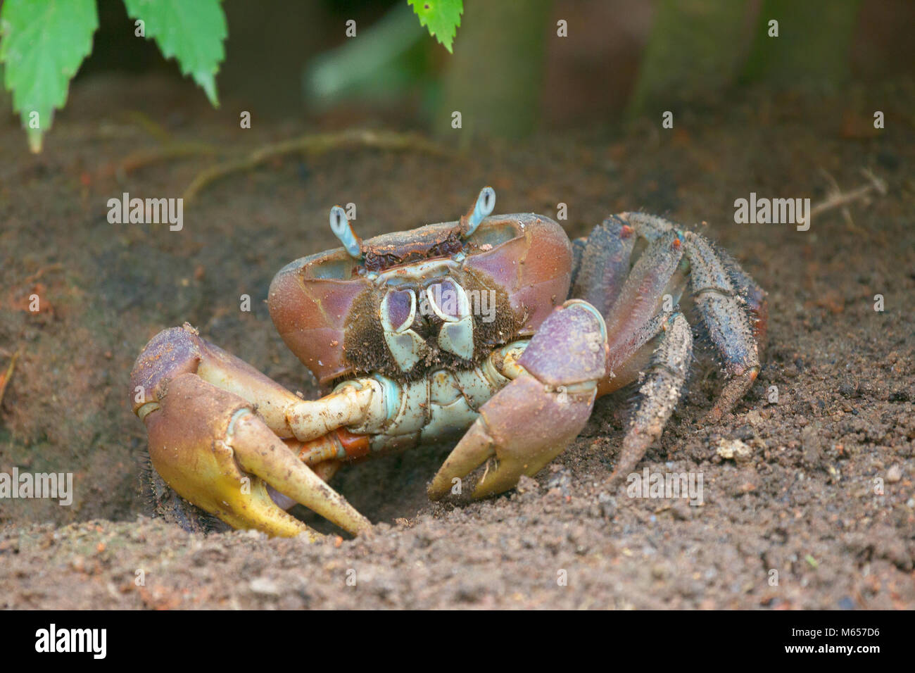 Land Crab Howie Is A Land Crab. She Can Be Out All Day, But I Always