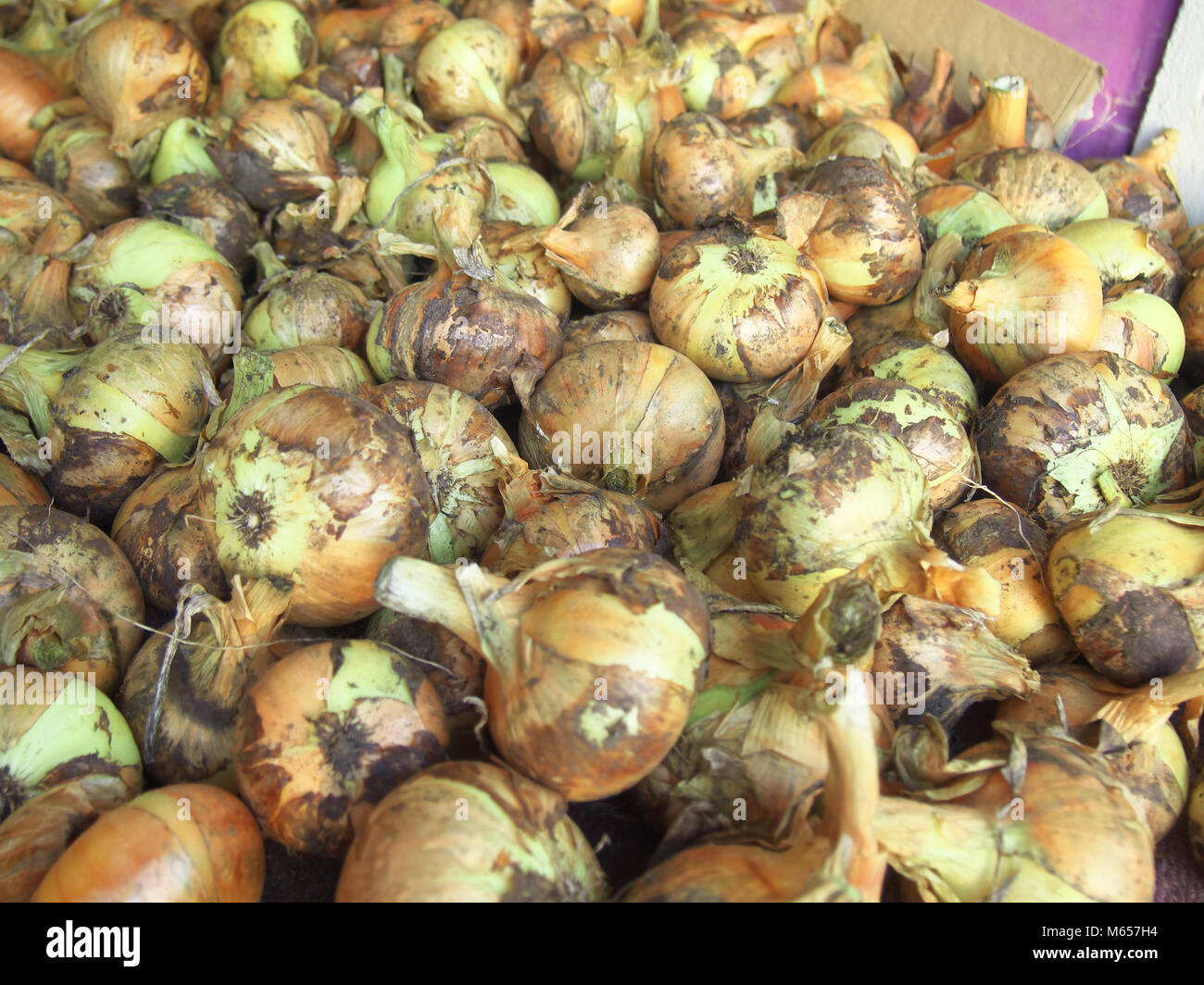 Freshly harvested onions, laid out to dry Stock Photo - Alamy