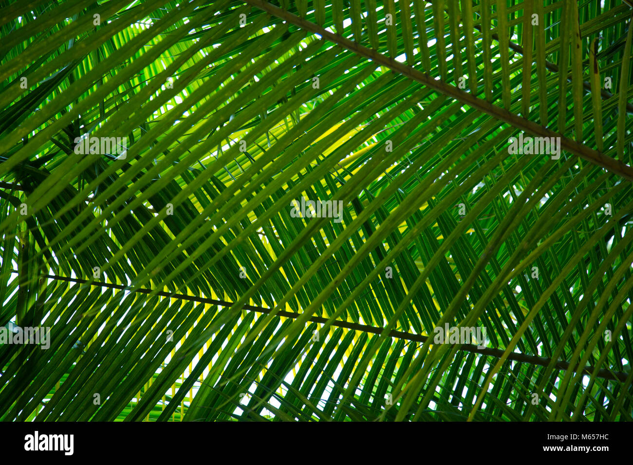 palm leaves filling the frame Stock Photo - Alamy