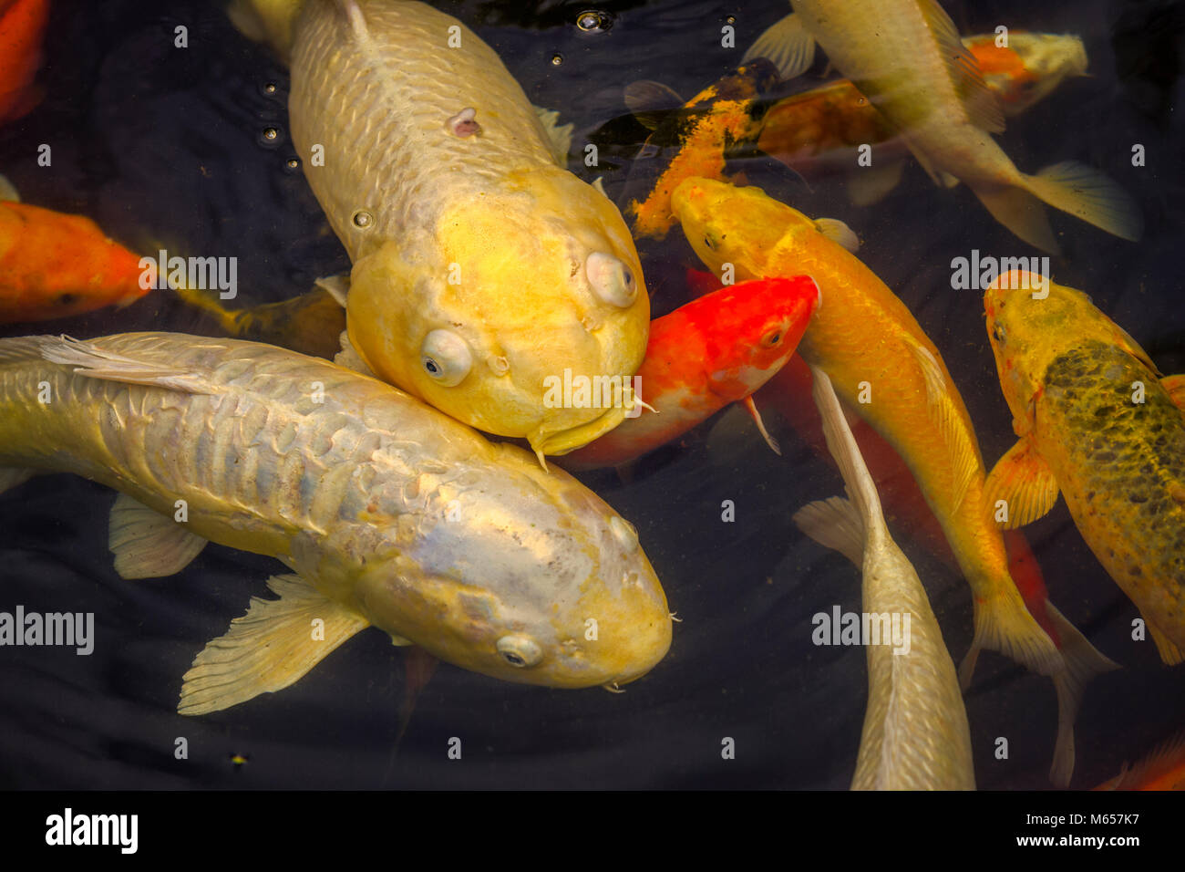 Koi fish on Kauai, Hawaii Stock Photo - Alamy