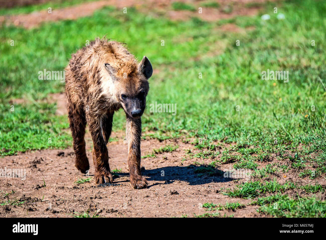 Tired spotted hyena or crocuta in savannah Stock Photo - Alamy