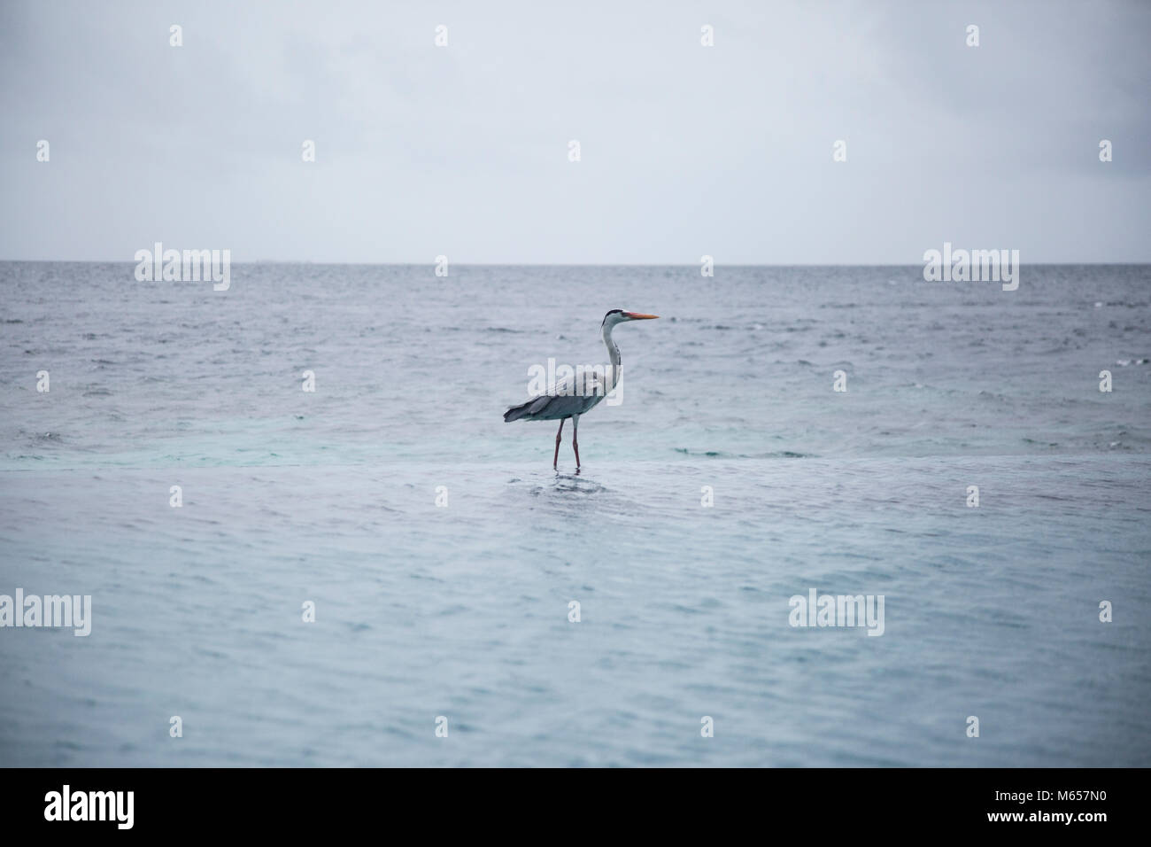 Heron in swimming pool in maldives Stock Photo - Alamy