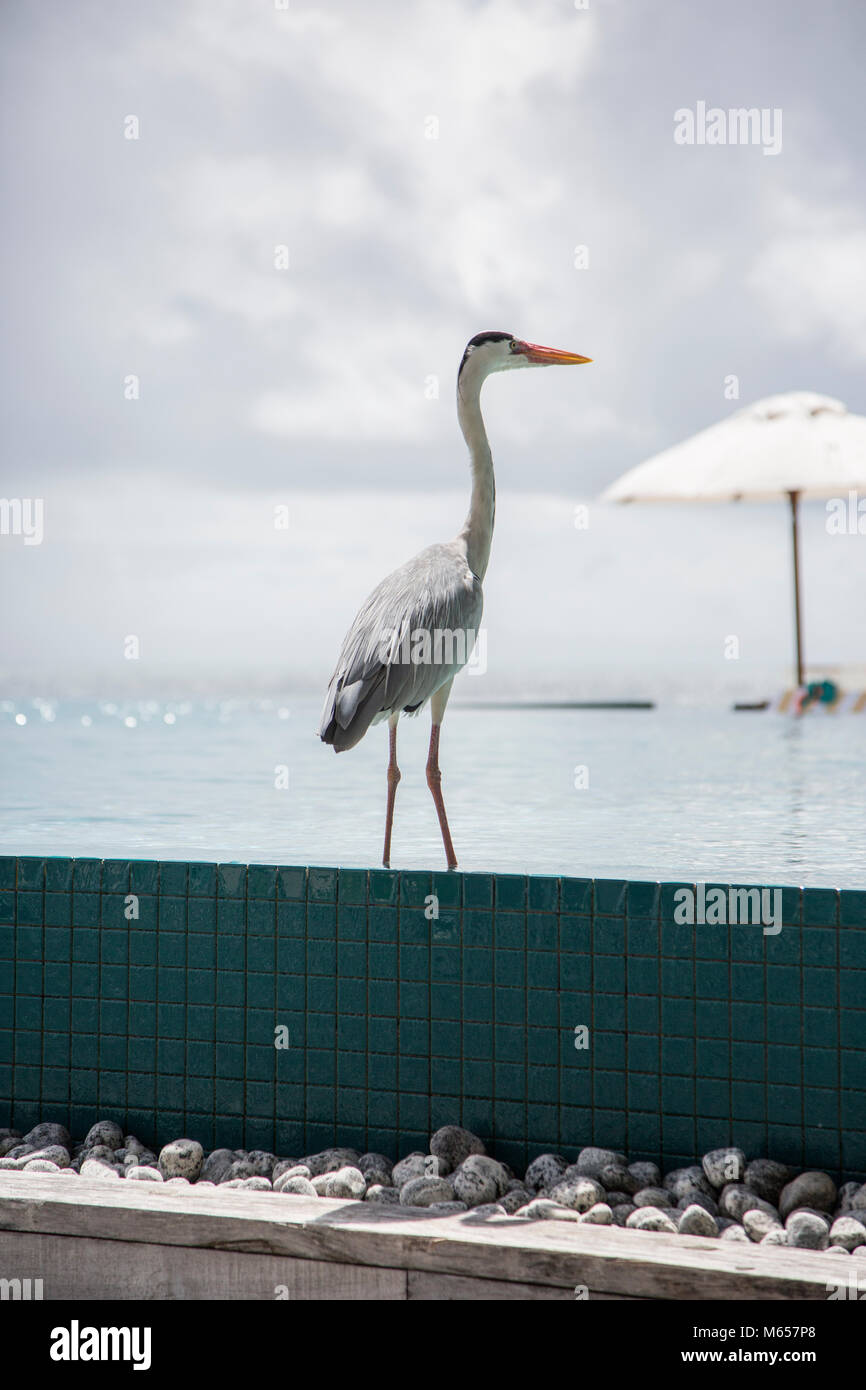 Heron in swimming pool in maldives Stock Photo - Alamy