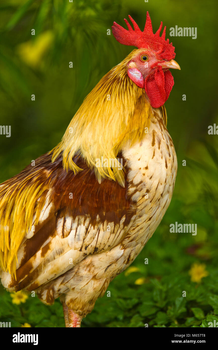 Kauai feral chicken Stock Photo - Alamy