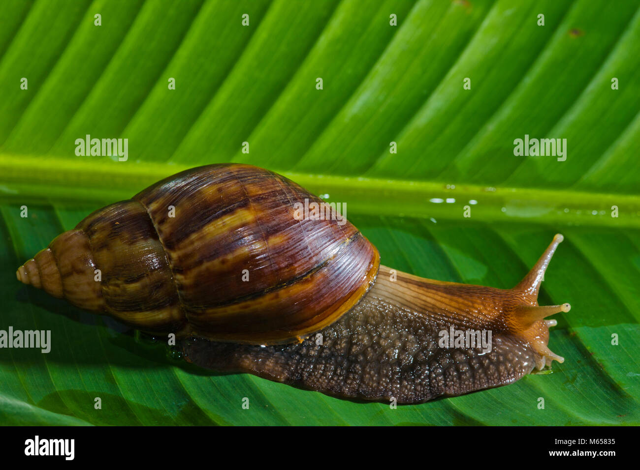 Snail on Kauai, Hawaii Stock Photo - Alamy