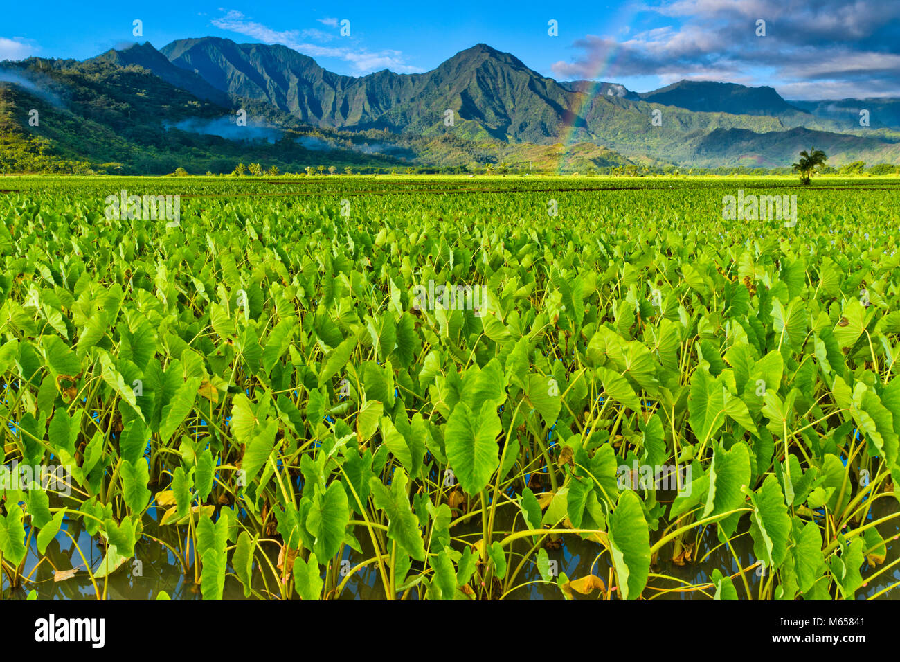Taro fields on Kauai Stock Photo - Alamy