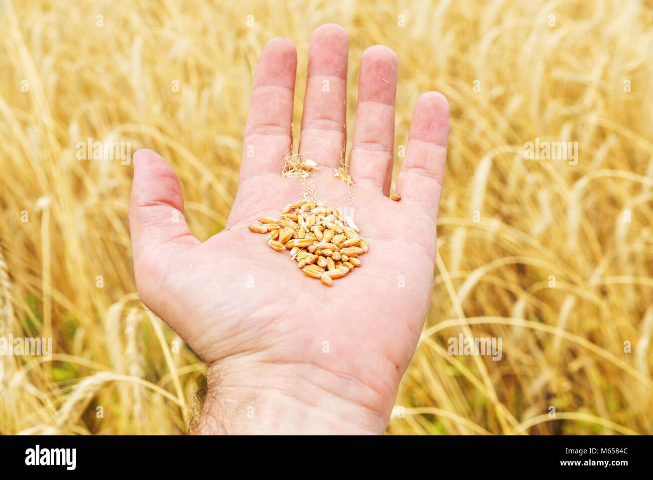 The farmer's hand to show the harvest over the golden field Stock Photo ...