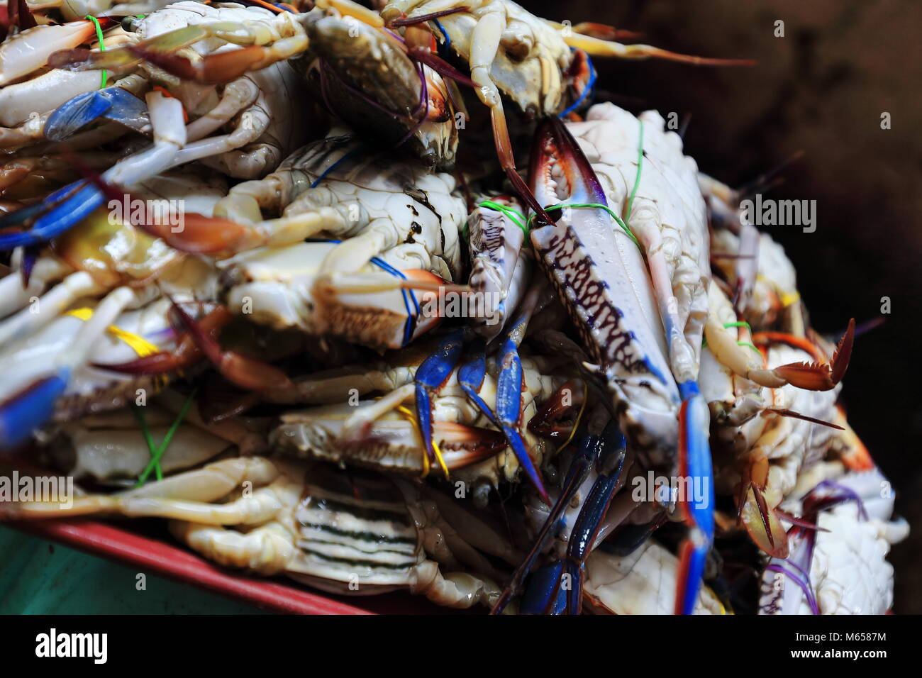 Bunch of alimasag-blue swimmer crabs or Portunus pelagicus armatus tied ...