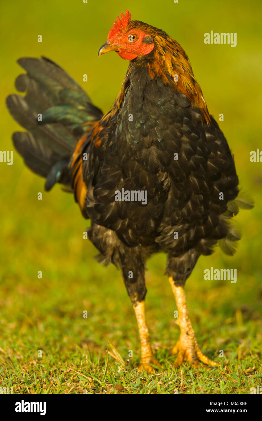 Kauai feral chicken Stock Photo - Alamy