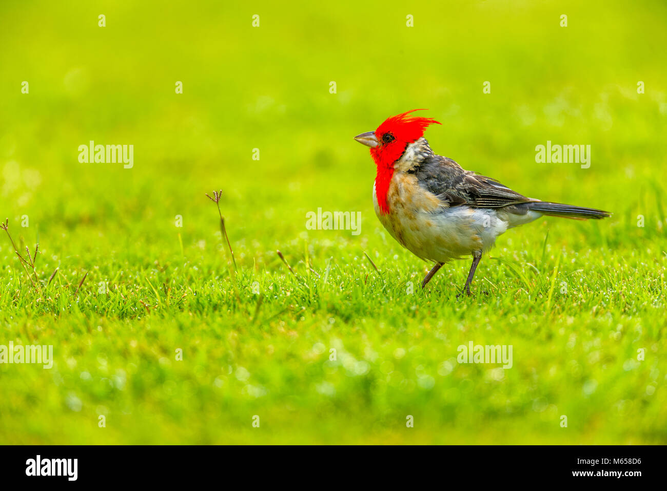 Brazilian Red Crested Cardinal Kauai, Hawaii Stock Photo - Alamy