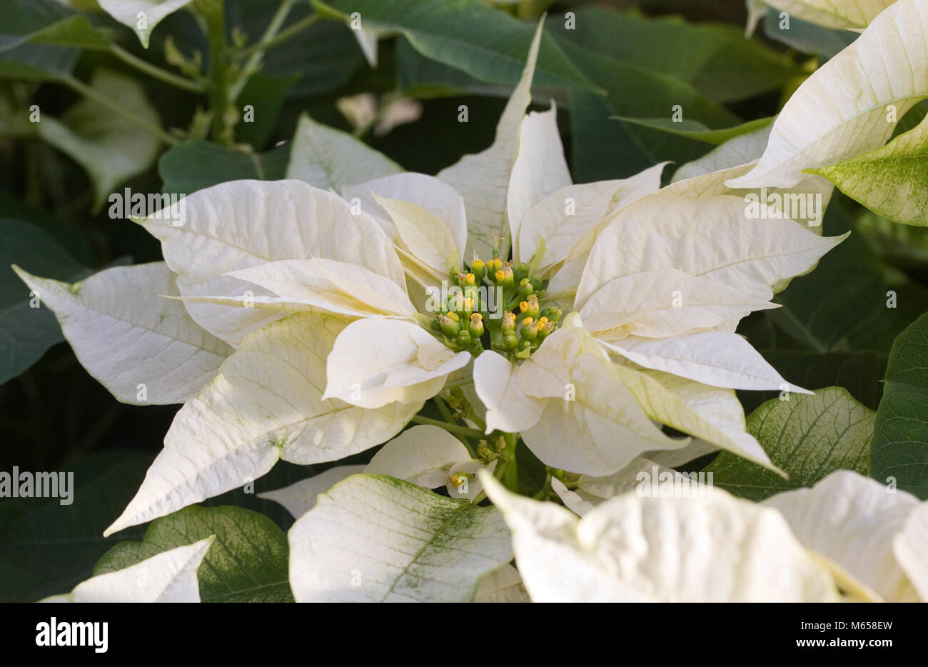 Euphorbia pulcherrima 'Santa Clause White' plant, growing in a ...