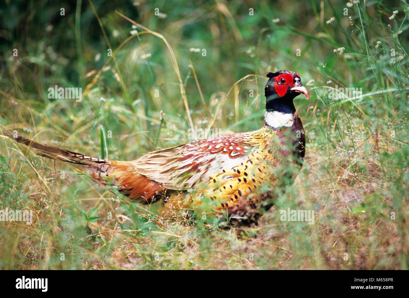 RING NECKED PHEASANT Phasianus colchicus SISKIYOU NATIONAL FOREST ...