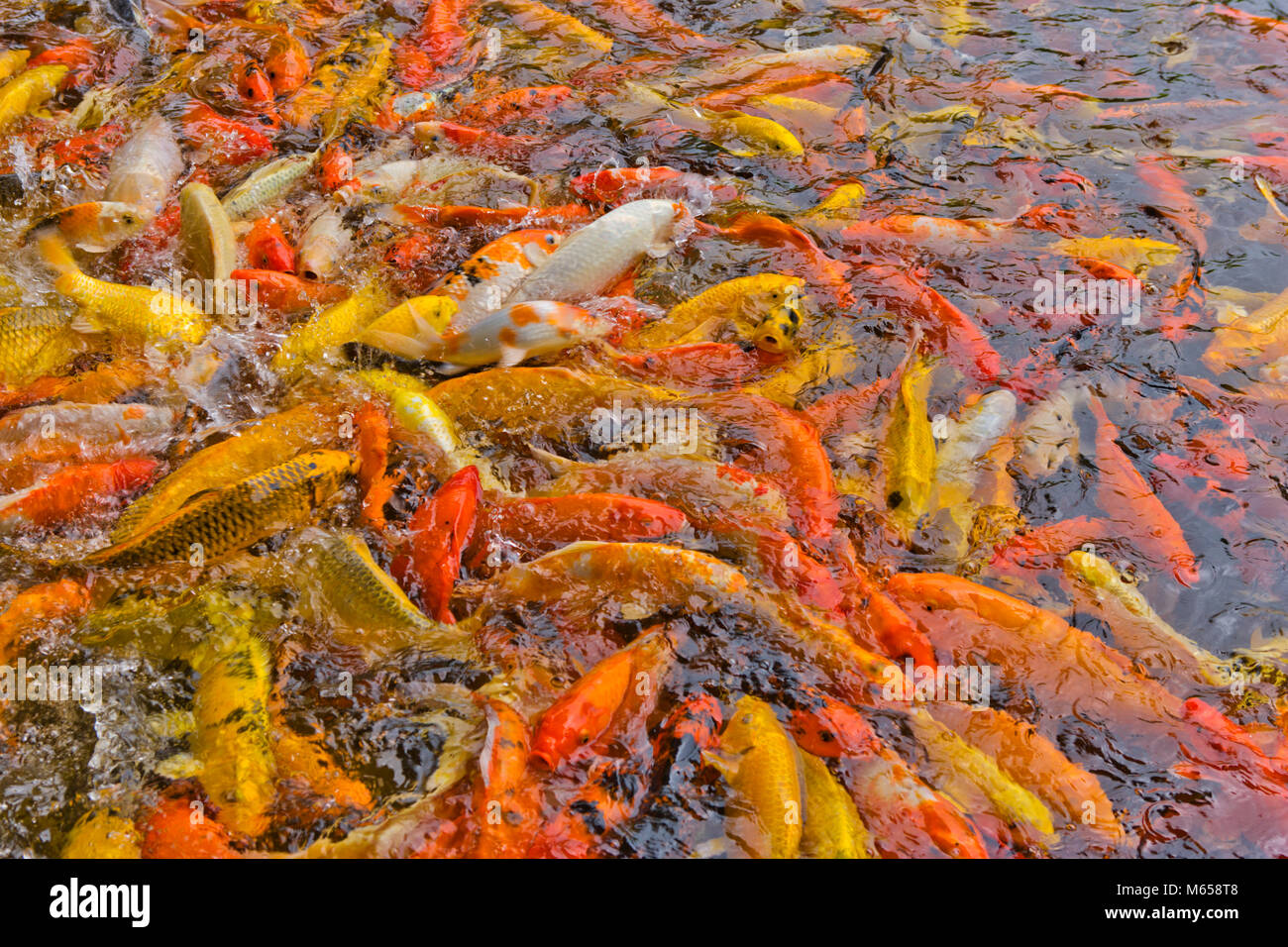 Koi fish on Kauai, Hawaii Stock Photo - Alamy