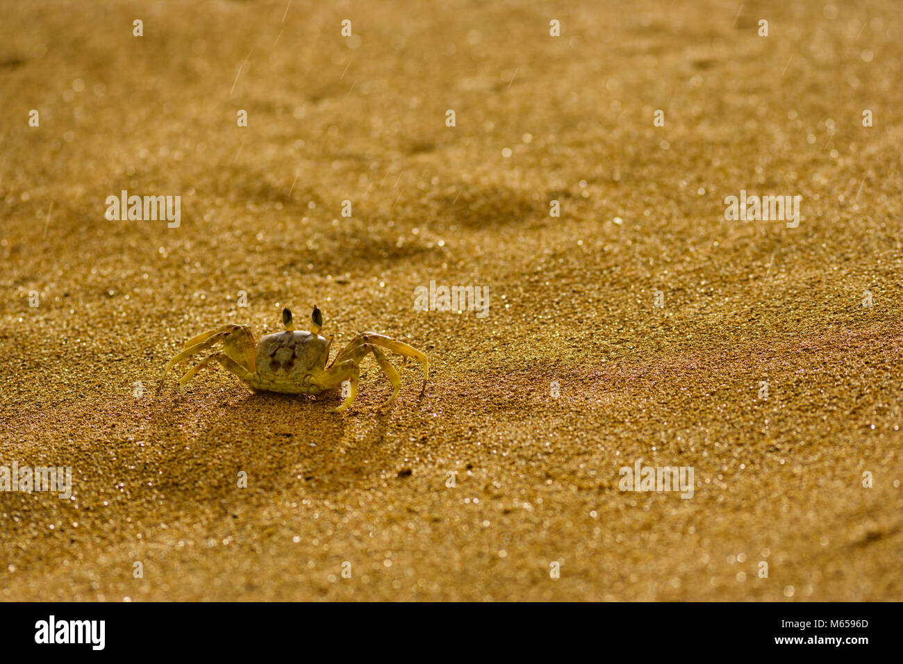 Crab on Kauai, Hawaii Stock Photo - Alamy