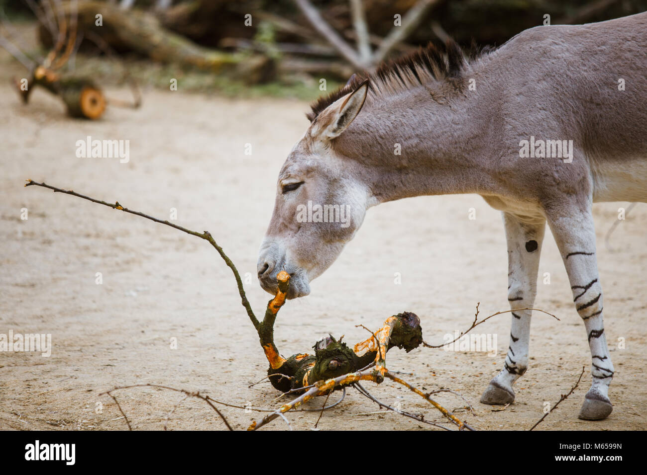 wild ass gray donkey with white stripes eats at the zoo Stock Photo - Alamy