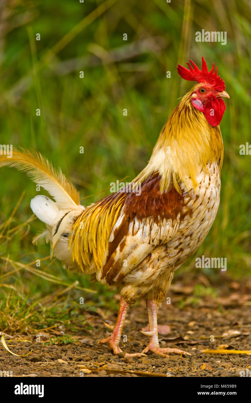 Kauai feral chicken Stock Photo - Alamy