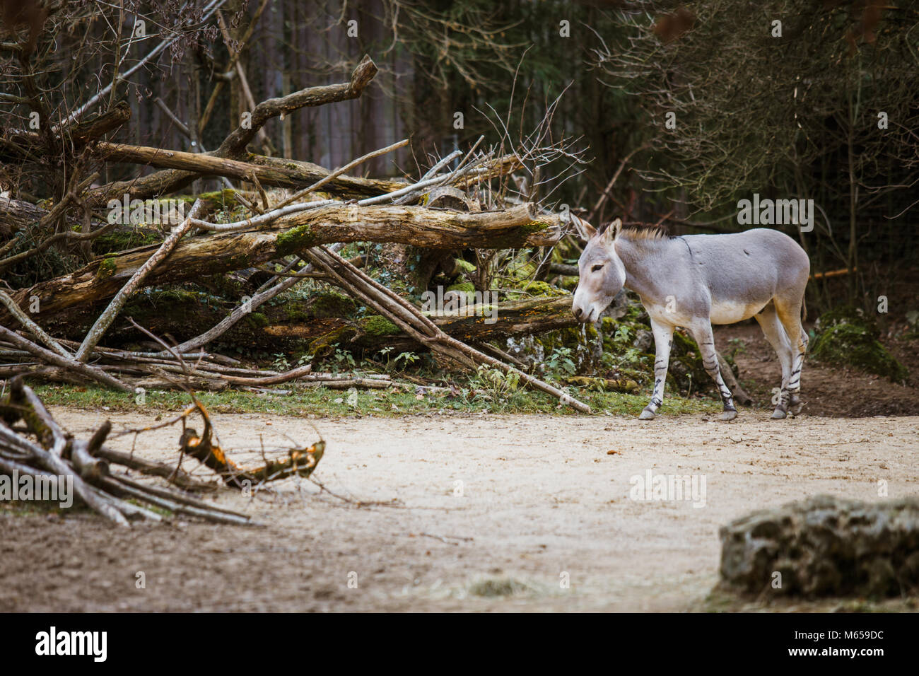 wild ass gray donkey with white stripes walks, moves among trees, on ...
