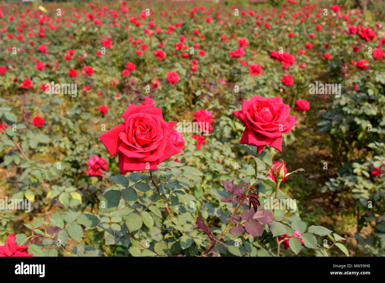 DHAKA, BANGLADESH - FEBRUARY 07, 2017: Rose flower Plantation harvest ...