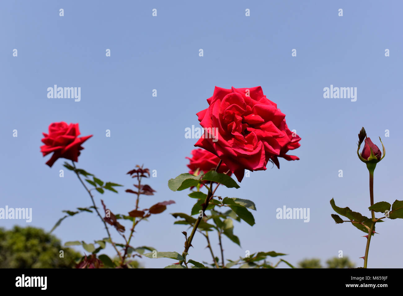 DHAKA, BANGLADESH - FEBRUARY 07, 2017: Rose flower Plantation harvest ...