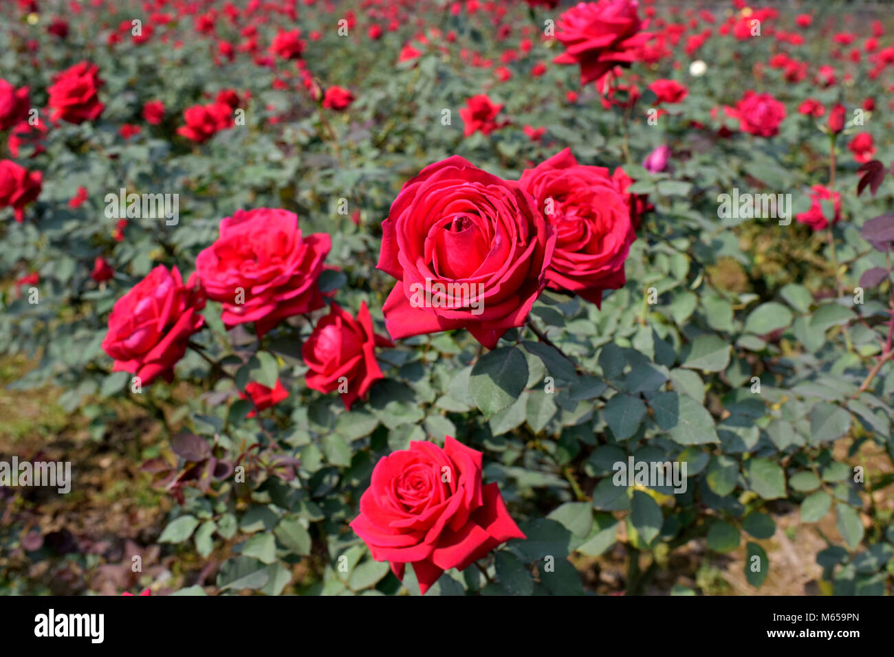 DHAKA, BANGLADESH - FEBRUARY 07, 2017: Rose flower Plantation harvest ...