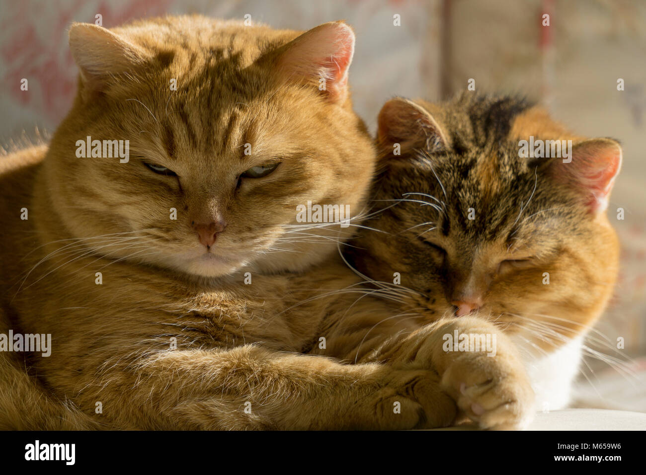 Close-up of the face of a red cat Stock Photo - Alamy