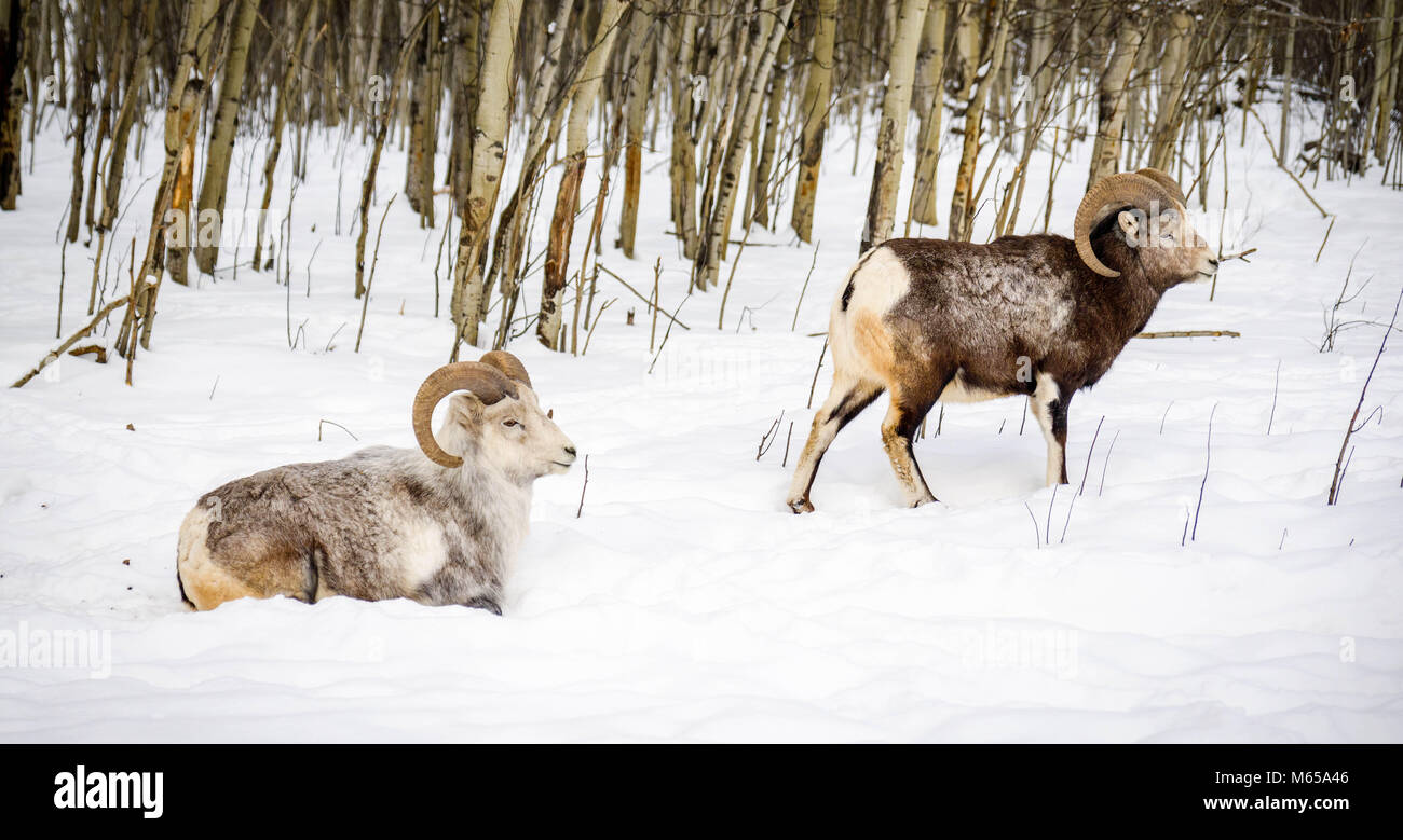Yukon wildlife preserve hi-res stock photography and images - Alamy