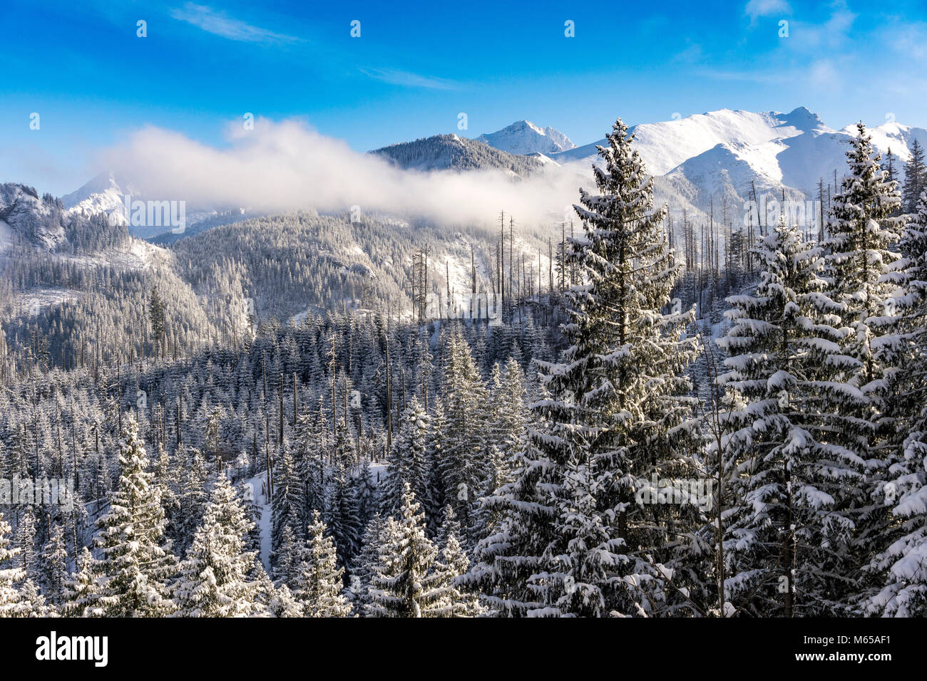 The great peaks of the High Tatra Mountains in the winter landscape ...