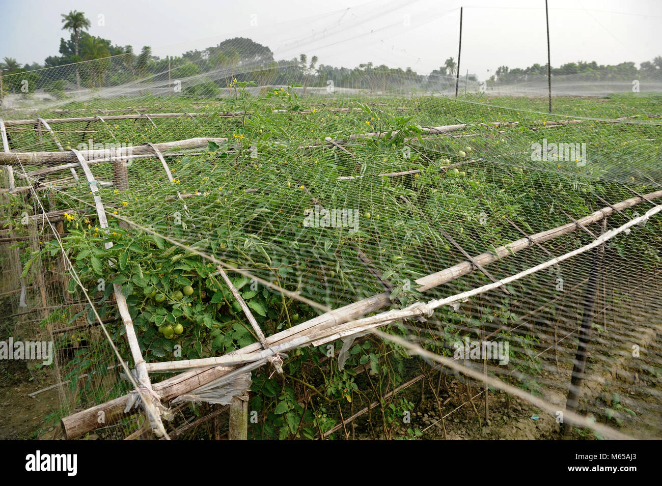 Mist Net High Resolution Stock Photography and Images - Alamy