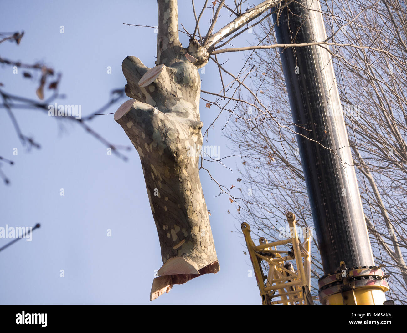 Removed branch hi-res stock photography and images - Alamy