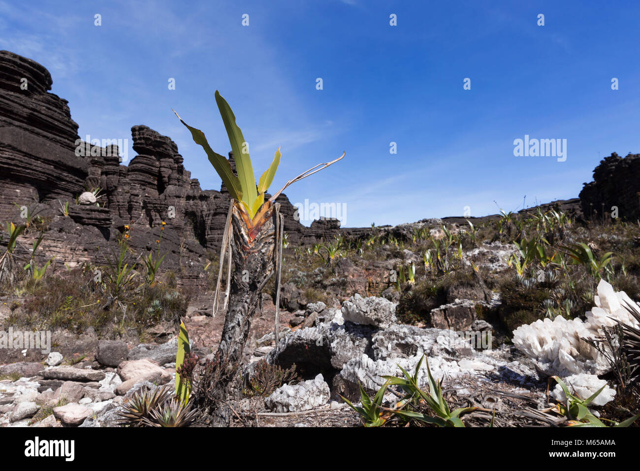 Crystal Valley, Mount Roraima, Canaima National Park Stock Photo - Alamy