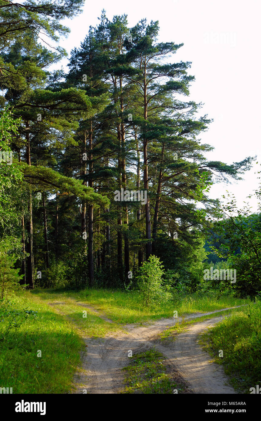 A fork in a path through a forest Stock Photo - Alamy