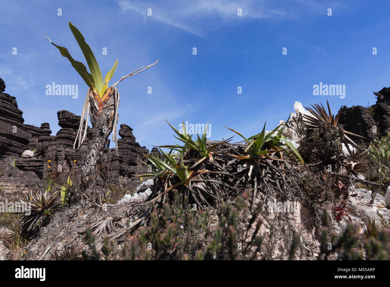 Crystal valley venezuela hi-res stock photography and images - Alamy