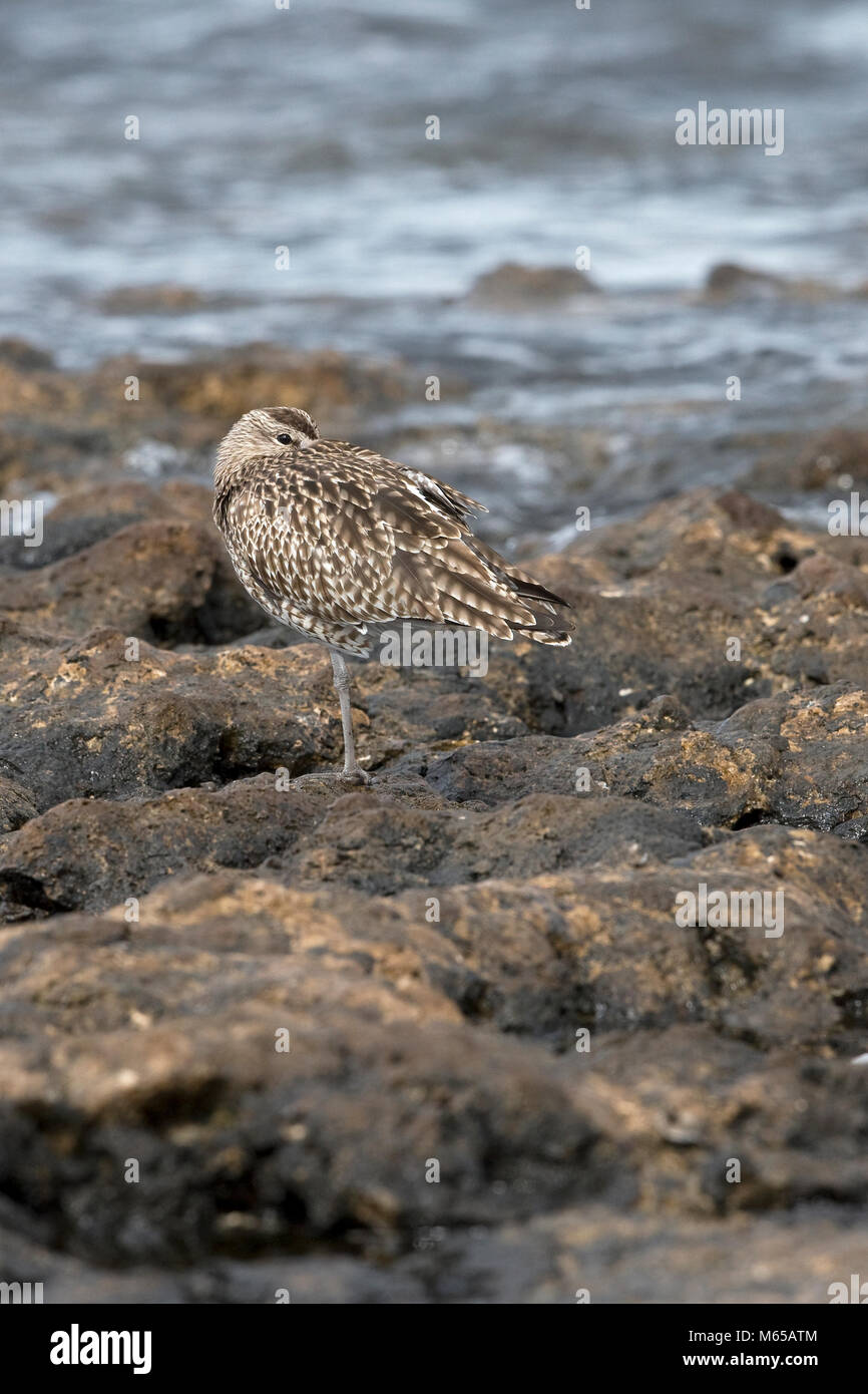 Whimbrel (Numenius phaeopus Stock Photo - Alamy
