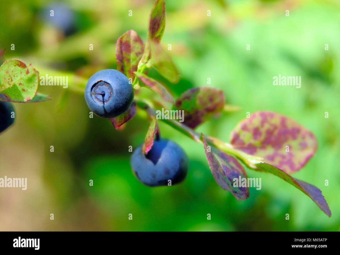 Branch of ripe bilberry close up Stock Photo - Alamy