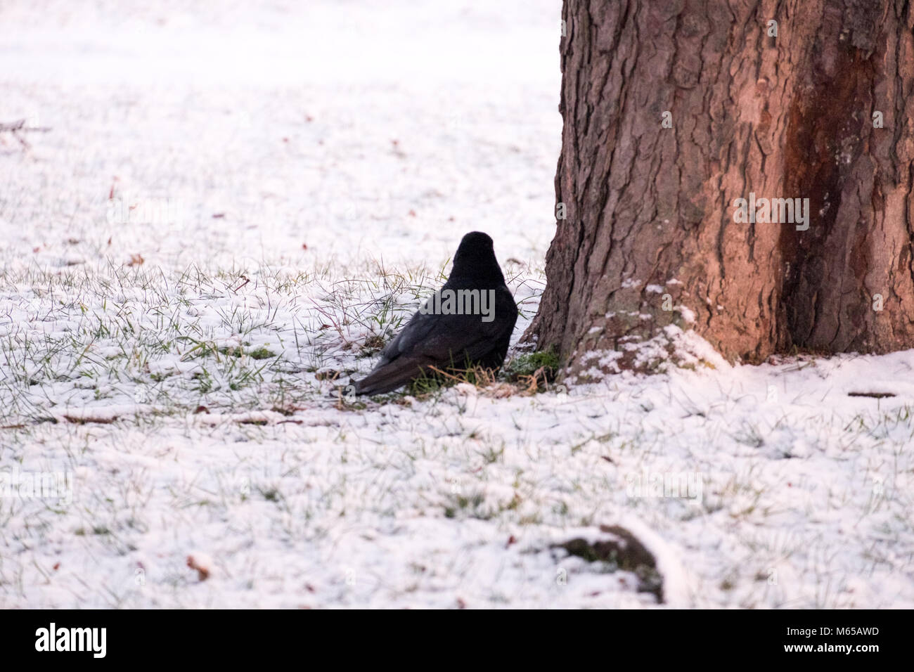crow at base of tree trunk in the snow on asnowy dawn in pink sky Stock ...