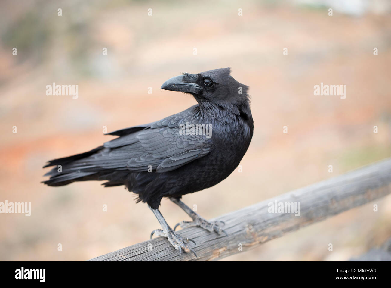 African northern raven hi-res stock photography and images - Alamy