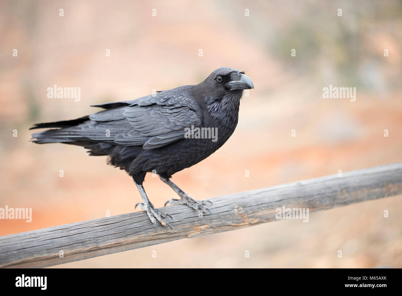 African northern raven hi-res stock photography and images - Alamy