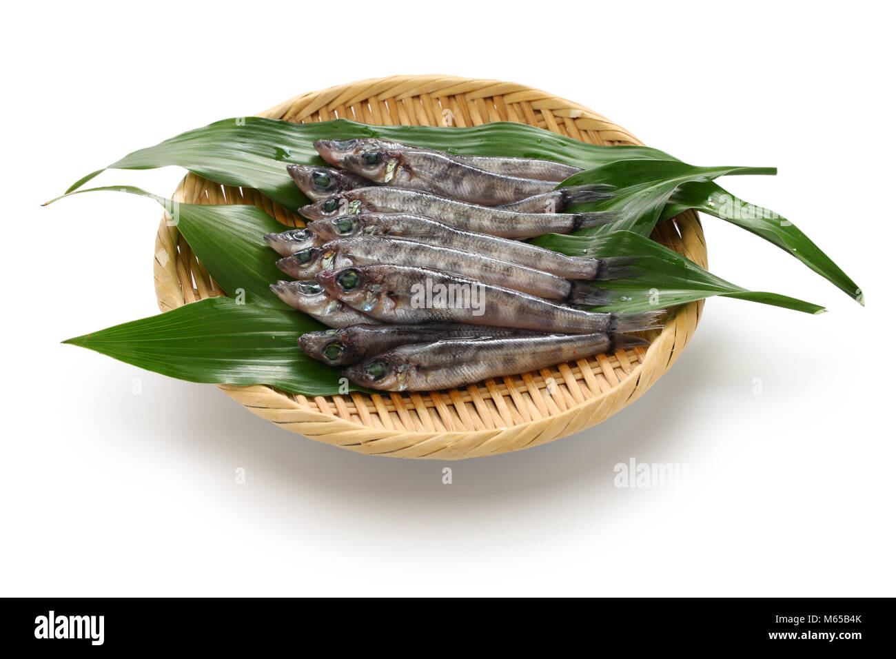 japanese green eyes fish, Mehikari Stock Photo - Alamy