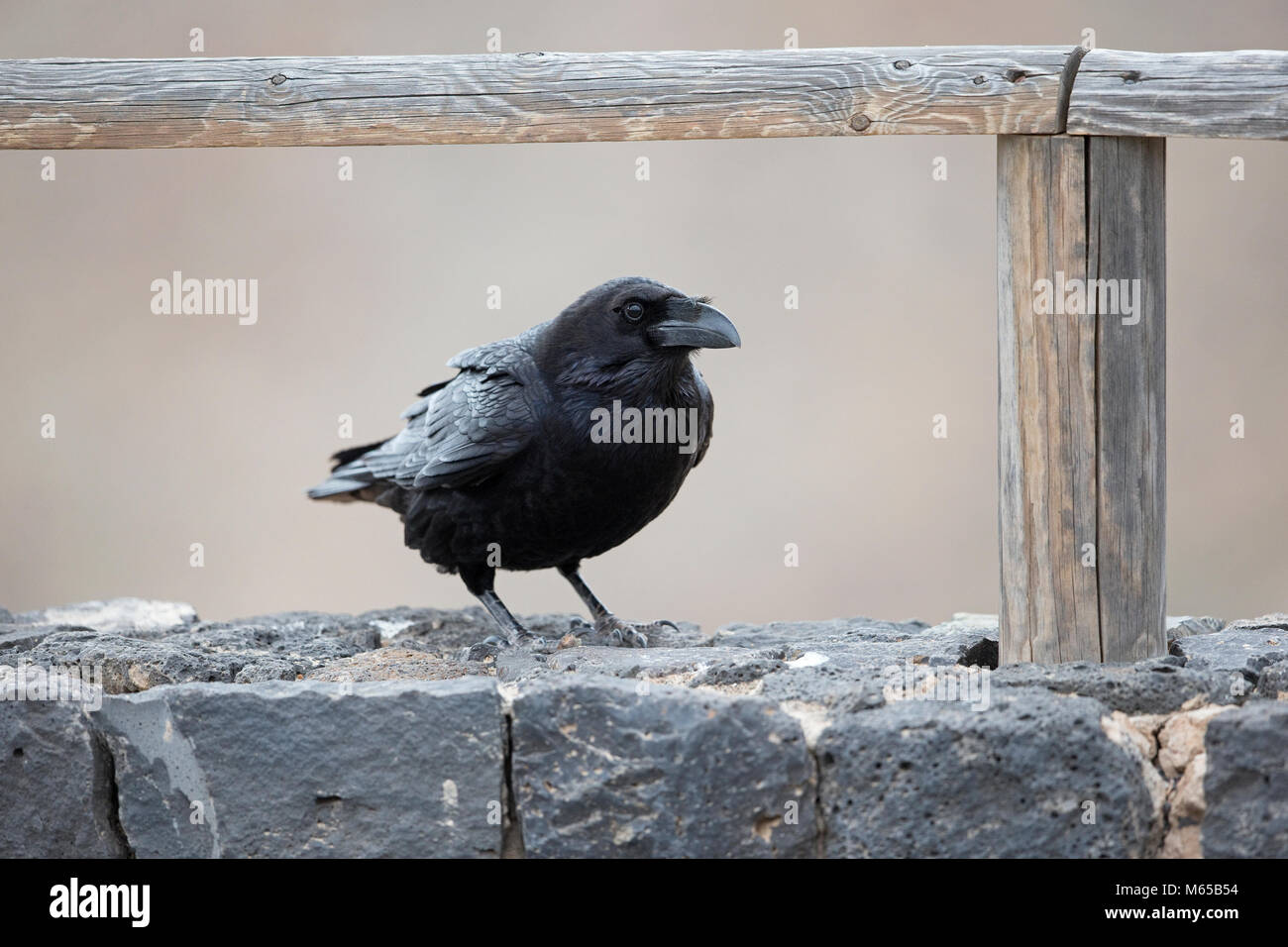 Northern Raven (Corvus corax tingitanus Stock Photo - Alamy