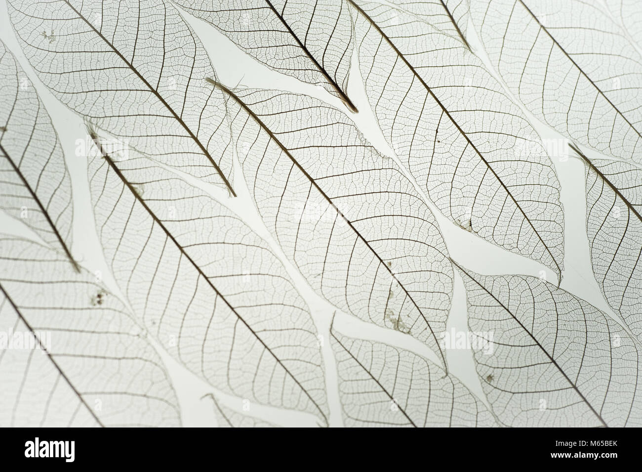 Skeleton leaf pattern hi-res stock photography and images - Alamy