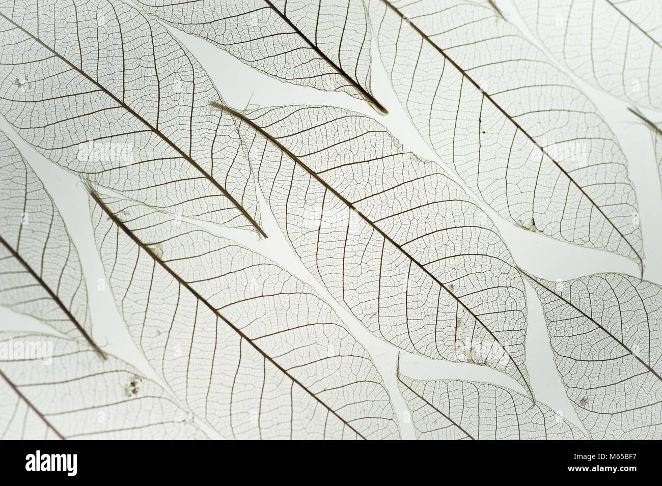 Birch Leaf Template