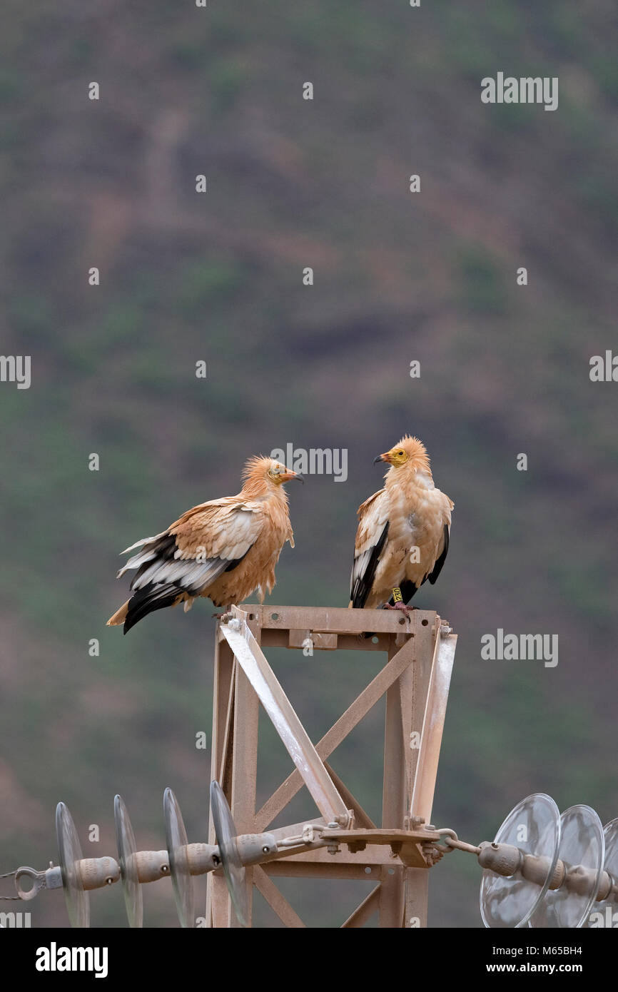 Egyptian Vulture (Neophron percnopterus majorensis Stock Photo - Alamy