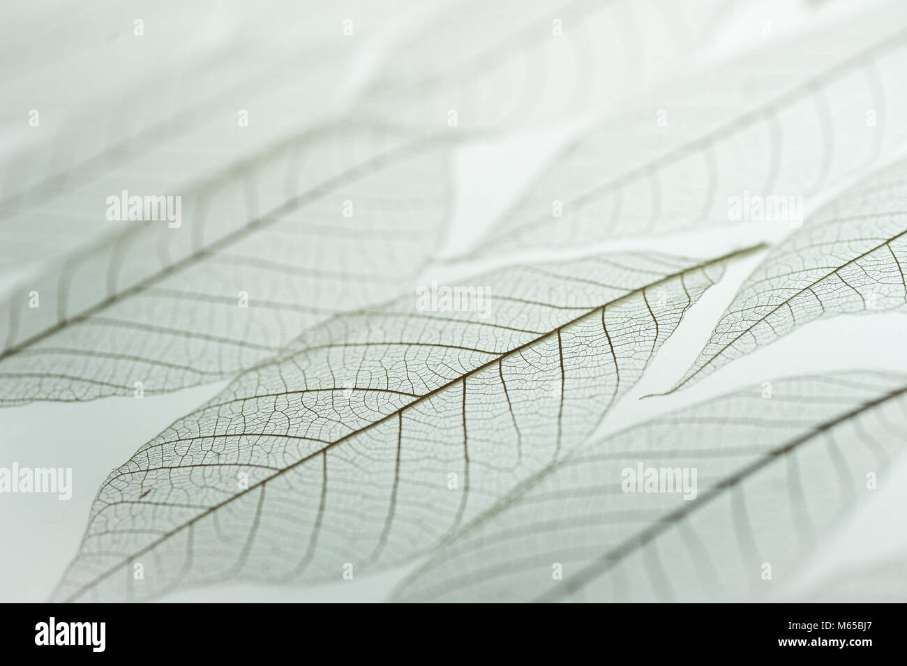 Texture and pattern of skeleton dried birch leaves lit from below ...