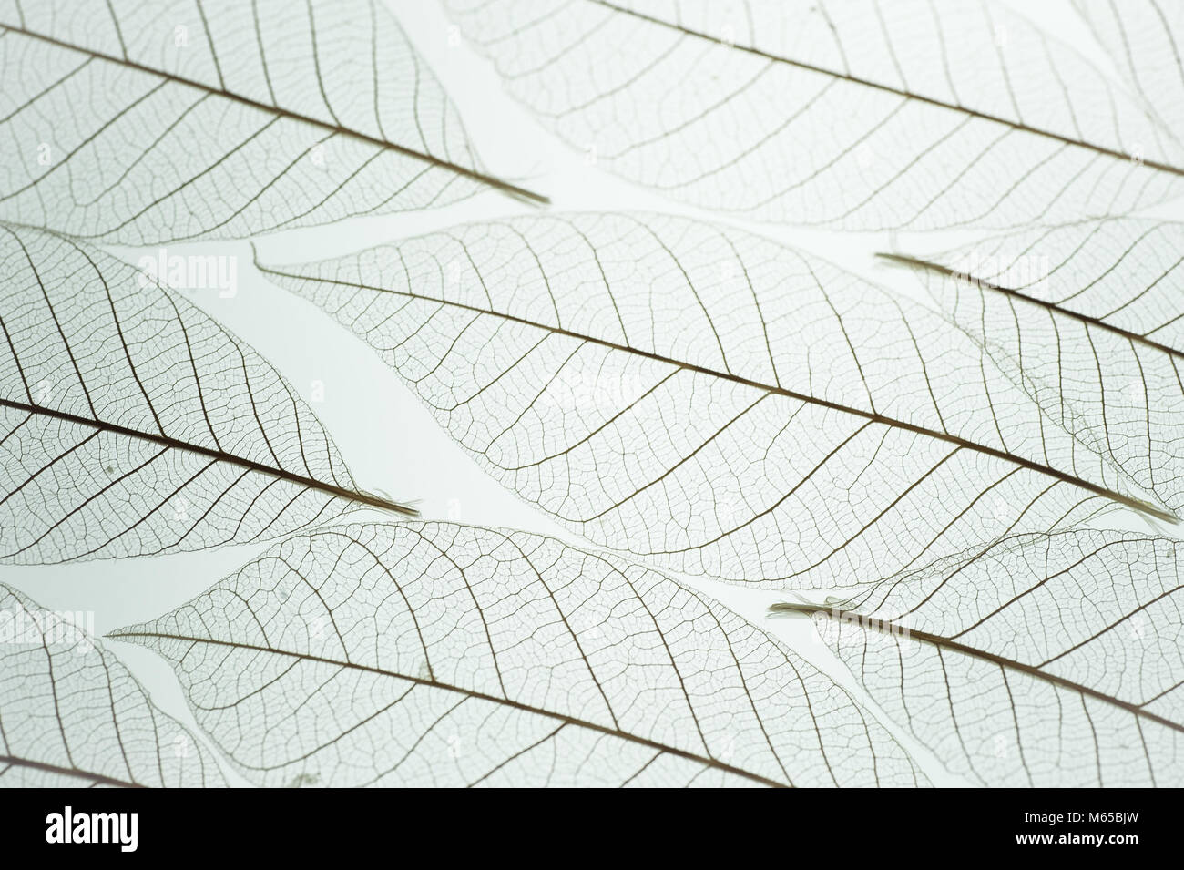 Skeleton leaf pattern hi-res stock photography and images - Alamy