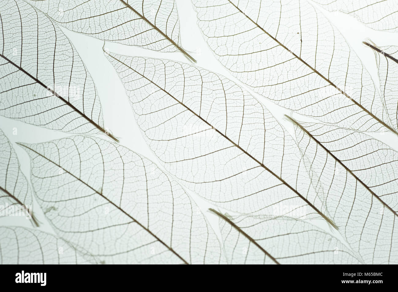 Skeleton leaf pattern hi-res stock photography and images - Alamy