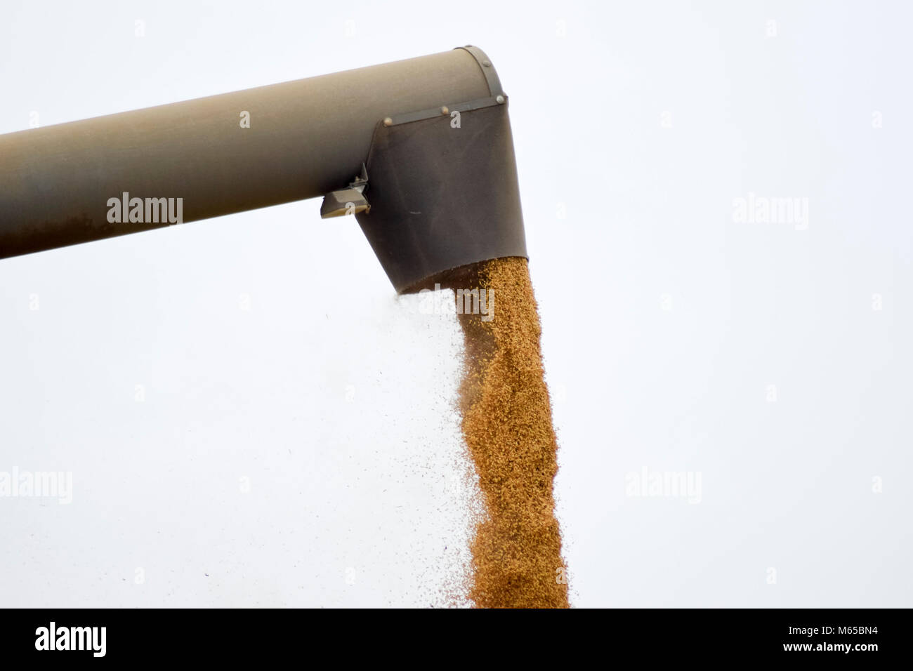 Unloading screw a combine harvester. Unloading grain from a combine ...