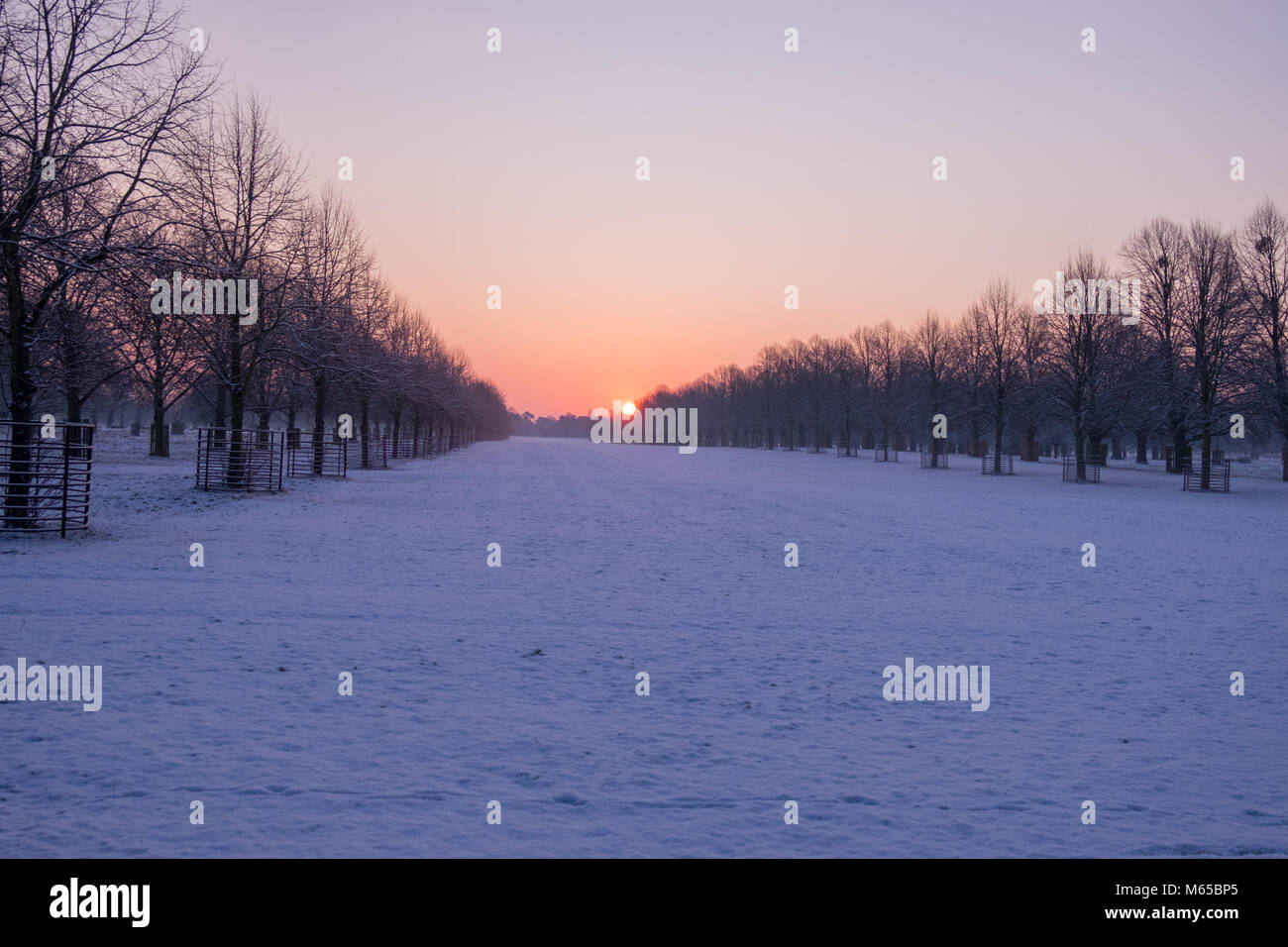 beautiful tree avenue in sunrise on snowy morning Stock Photo - Alamy