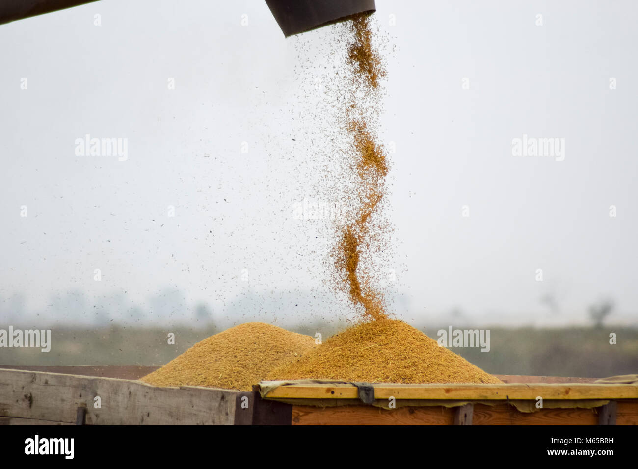 Unloading screw a combine harvester. Unloading grain from a combine ...