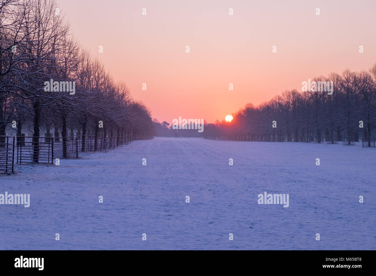 beautiful tree avenue in sunrise on snowy morning Stock Photo - Alamy